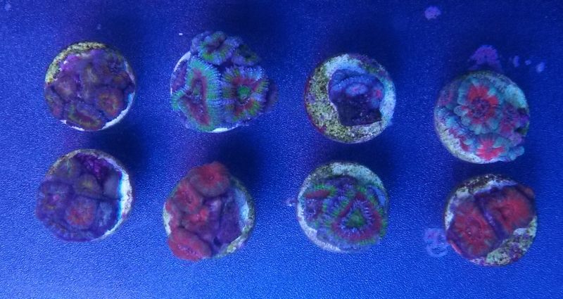 Ultra Acans FS | Reef2Reef