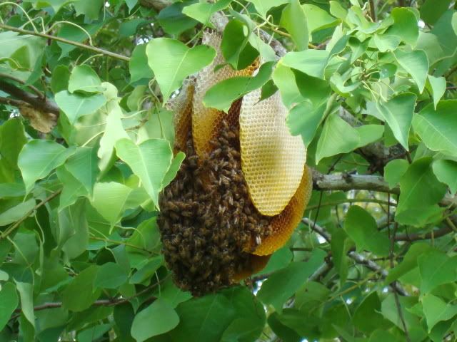 Slatted Rack | Beesource Beekeeping Forums