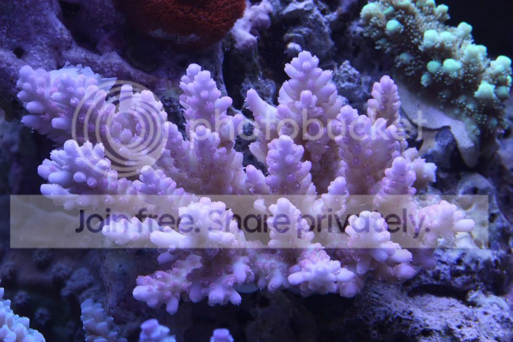 Keith's Coral (zeo)Rockpool - Reef Central Online Community