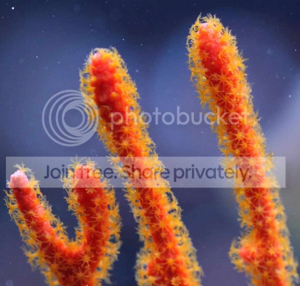Keith's Coral (zeo)Rockpool - Reef Central Online Community