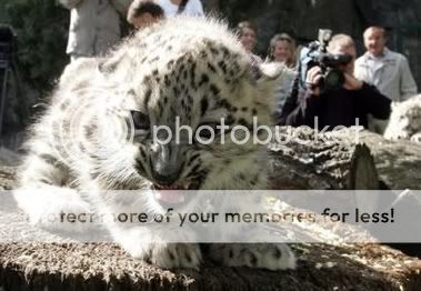 Pissed off animals | Threadless