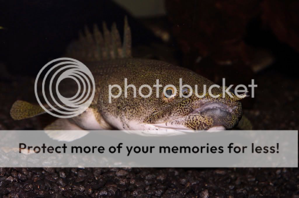 MY POLYPTERIDS ... LOAD WARNING ... | MonsterFishKeepers.com
