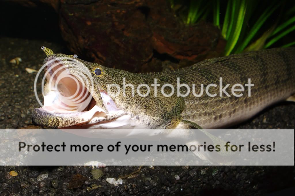 Polypterus Congicus photo thread. | MonsterFishKeepers.com