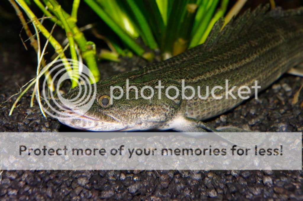 MY POLYPTERIDS ... LOAD WARNING ... | MonsterFishKeepers.com