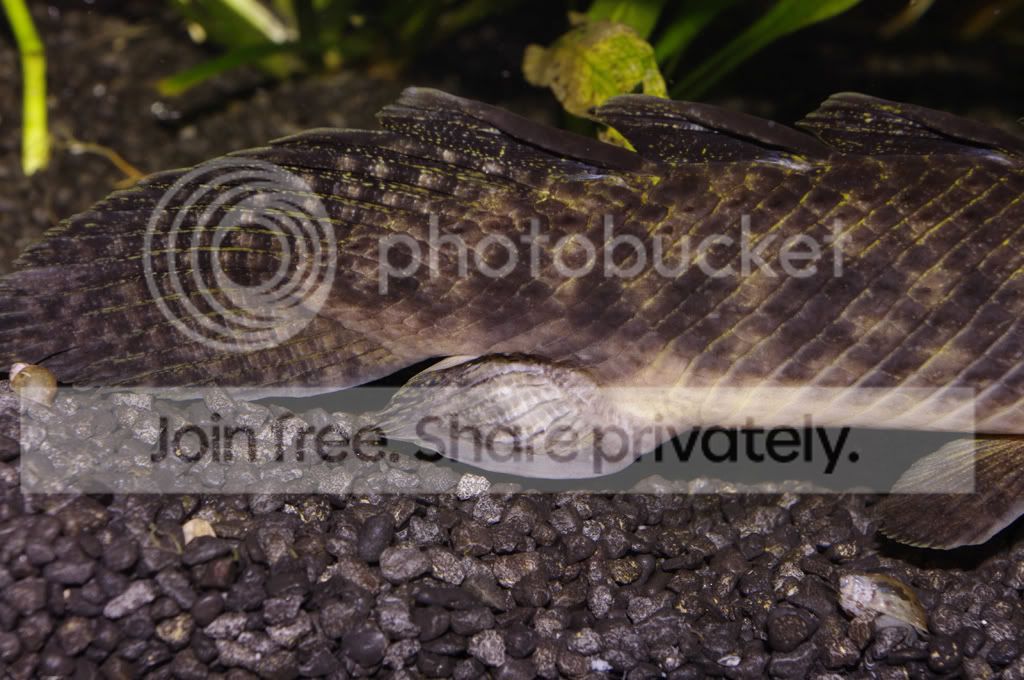 How can you tell Sex of Bichirs? | MonsterFishKeepers.com