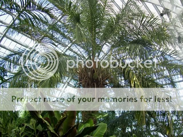 Attalea rostrata - DISCUSSING PALM TREES WORLDWIDE - PalmTalk