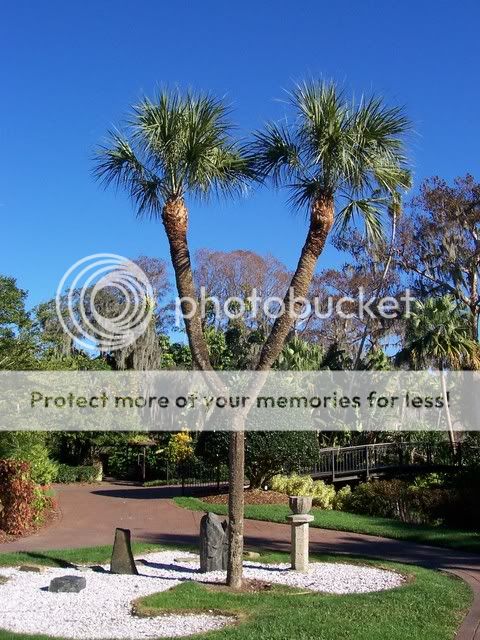 Palm Oddities - DISCUSSING PALM TREES WORLDWIDE - PalmTalk