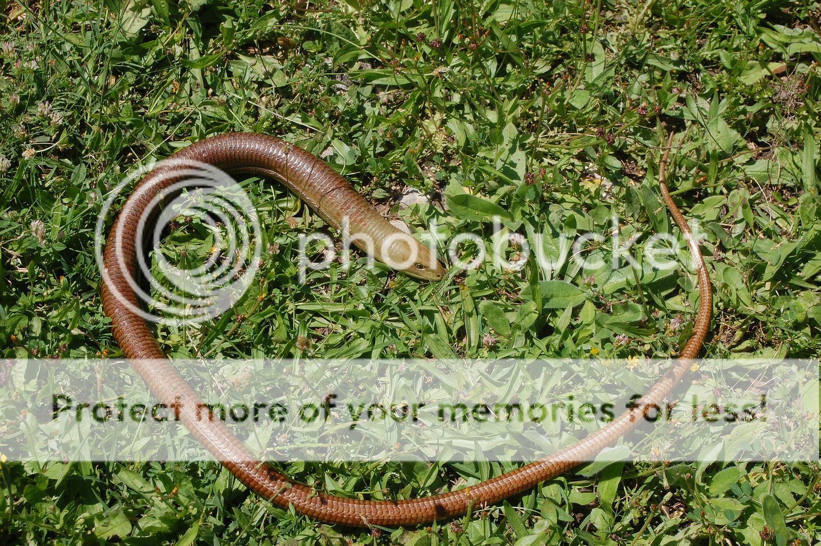 sheltopusik - european legless lizard - Field Herp Forum