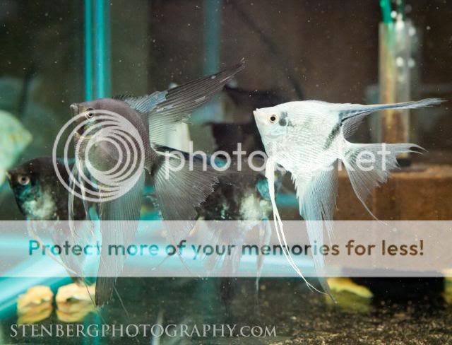 Philippine Blue Angelfish | British Columbia Aquarium Forums