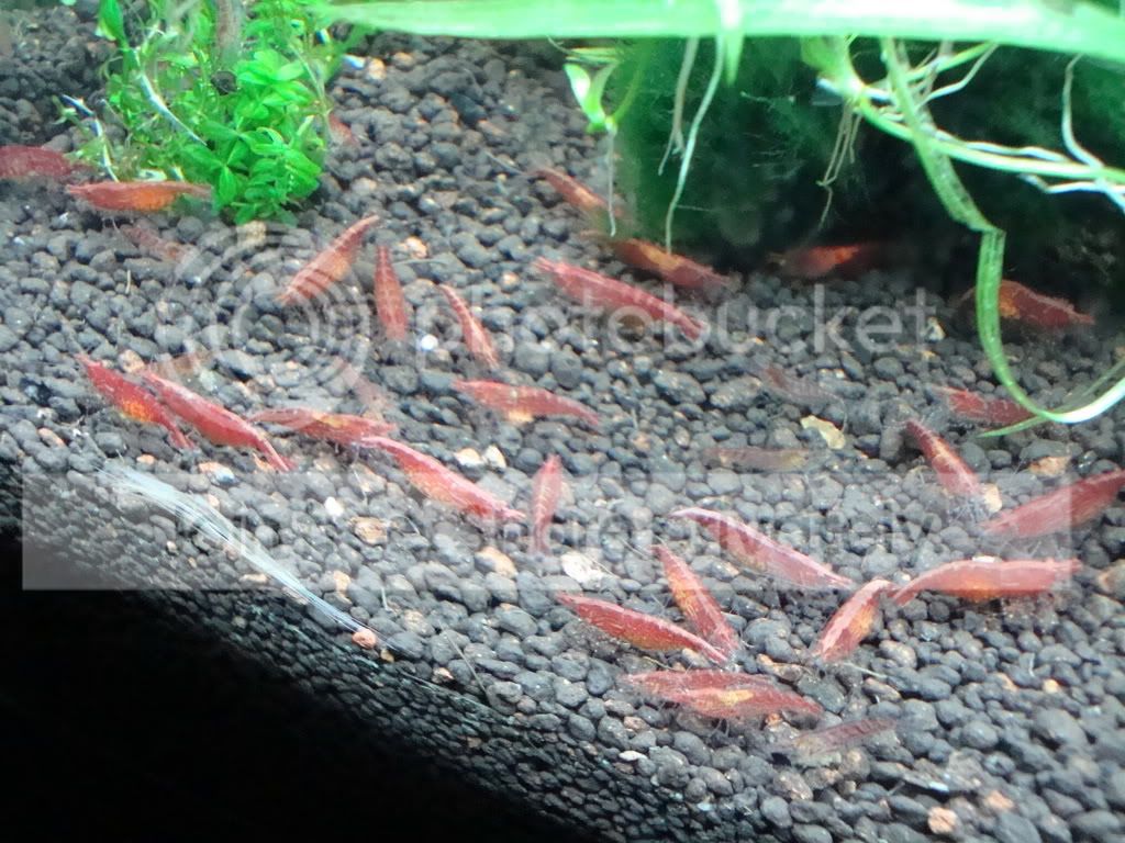does it realy matter to have a dark or black substrate for rcs color ...