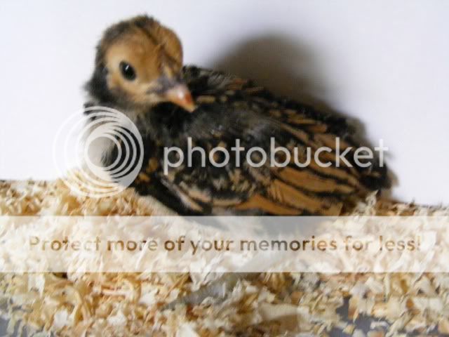 Pics of my Bantam chicks at 3+ weeks | BackYard Chickens - Learn How to ...