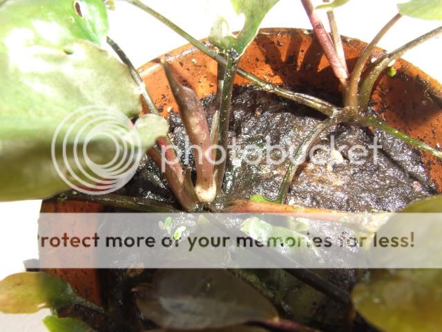 C. Cordata | My Aquatic Eden