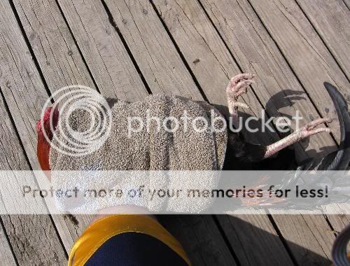 Trimming Chickens Spurs & Toenails | The Ultimate Fowl Blog