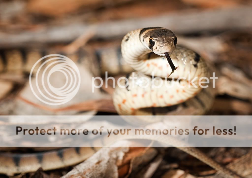 Juvenile Eastern Brown Snake (Pseudonaja textilis) - Field Herp Forum