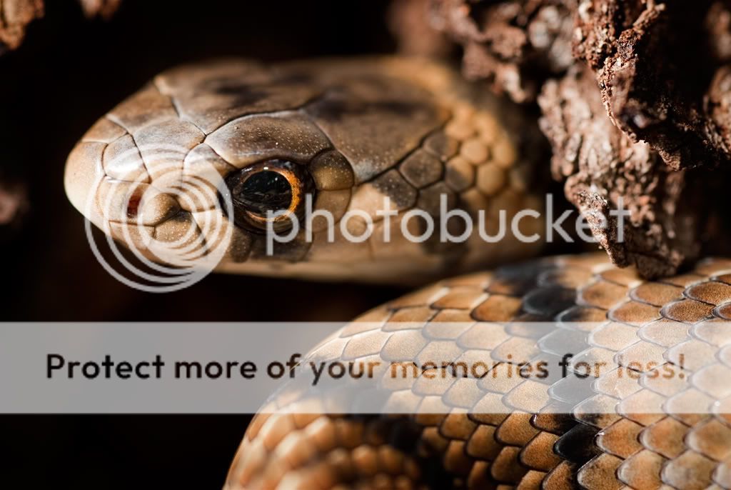 Juvenile Eastern Brown Snake (Pseudonaja textilis) - Field Herp Forum