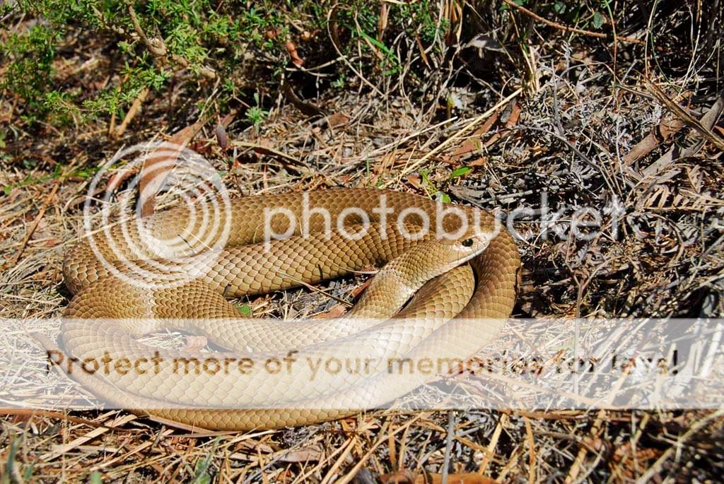 Brown Snake | Aussie Pythons & Snakes Forum